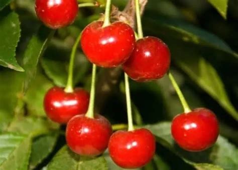 6 Cherry Trees To Grow In Kansas Edible And Ornamental