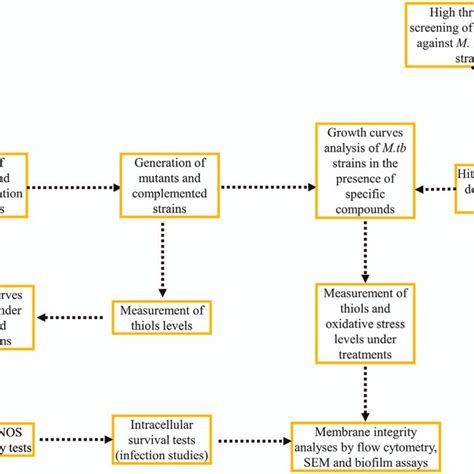 Workflow Of Experiments And Data Presented In This Manuscript Ros