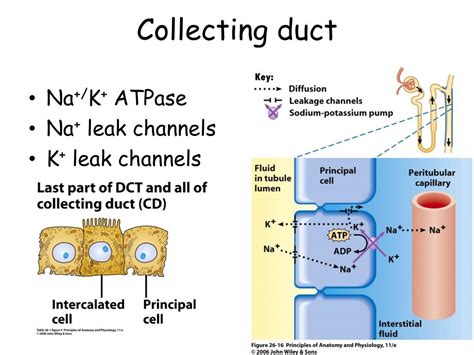Collecting Duct