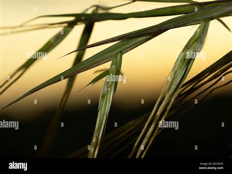 The Complex Inflorescence Of The Thatching Grass Hides The Feathery