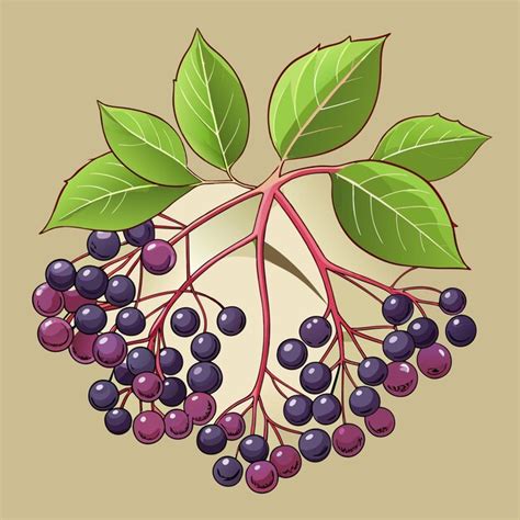 Elderberry Label Design Images Free Download On Freepik