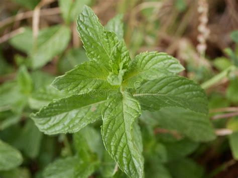Young Mint Shoots Grew Among The Field Grasses In A Meadow On A Sunny