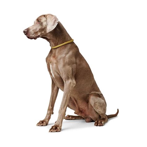 Collar De Entrenamiento Para Perro Freestyle Eiby Hunter