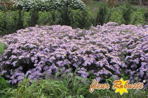 Aster Ageratoides Stardust Lageschaar Vaste Planten