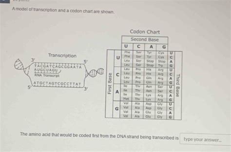 solved a model of transcription and a codon chart are shown codon
