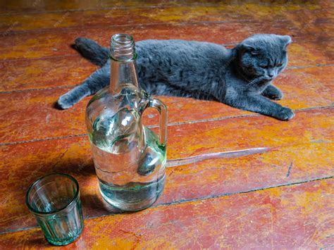Premium Photo A Glass Bottle Of Vodka And A Scottish Fold Cat