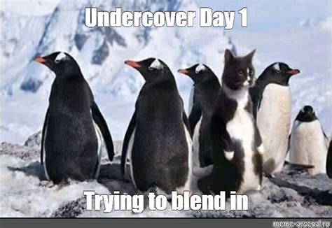 Create Meme The Penguin And Cat Photo Penguins Dont Have A Clue Who
