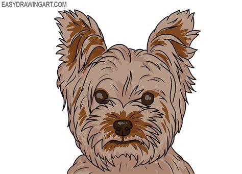 How To Draw A Yorkie Step By Step