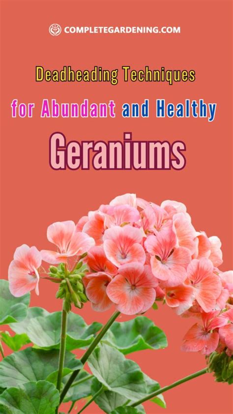 Deadheading Techniques For Abundant And Healthy Geraniums Complete