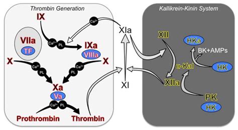 Current Models Of Thrombin Generation And Contact Activation Black