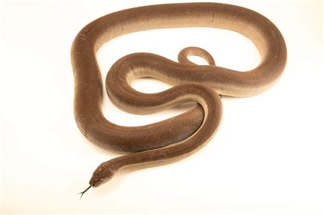 Papuan Olive Python Apodora Papuana Joel Sartore