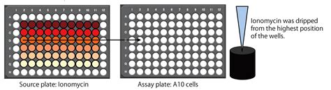 Analysis Of Intracellular Calcium Response Depending On Ionomycin