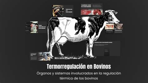 Termorregulación En Bovinos By Yuli Usuga On Prezi