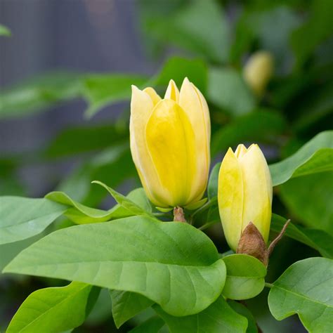 Magnolia X Brooklynensis Yellow Bird Ornamental Trees