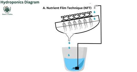Hydroponics Diagram Fresh Guidance Urban House Garden