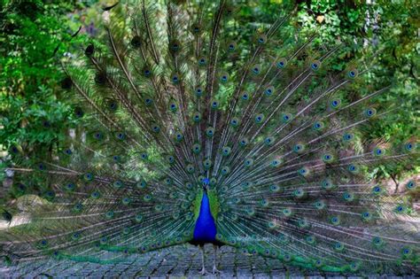 View Of Peacock Premium Photo