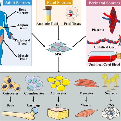 Different Sources Of Pluripotent Cells Pluripotent Human Embryonic Download Scientific Diagram