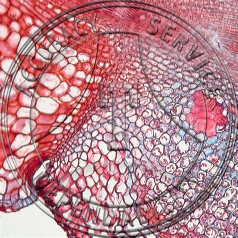 Ligustrum Vulgare Stem For Leaf Abscission Prepared Microscope Slide