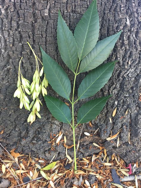 Fraxinus Uhdei