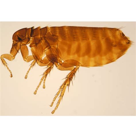 Hen Flea Ceratophyllus Gallinae Wild Columbia County