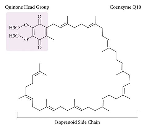 Coenzyme Q10 A Key Antioxidant In The Management Of Diabetes‐induced