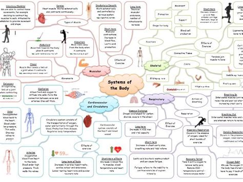Systems Of The Body Revision Mind Map Teaching Resources