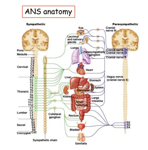 fundamentals of body function autonomic nervous system lect 5