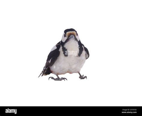 Great Spotted Woodpecker Dendrocopos Major Isolated On A White