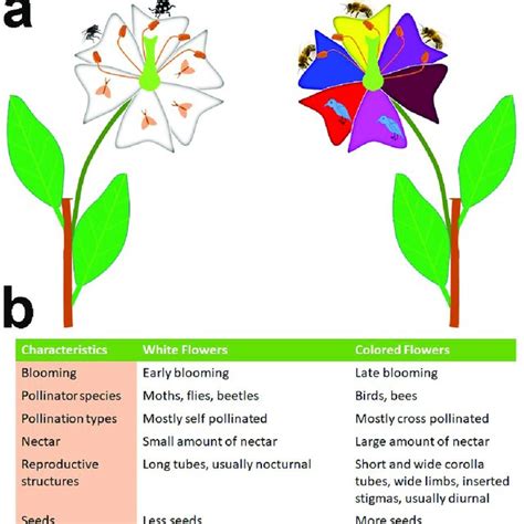 The Modified Anthocyanin Pathway Leading To White Flower Color Pal