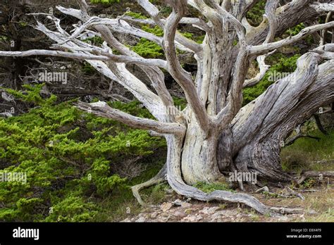 Monterey Cypress Trees Cupressus Macrocarpa Point Lobos Monterey