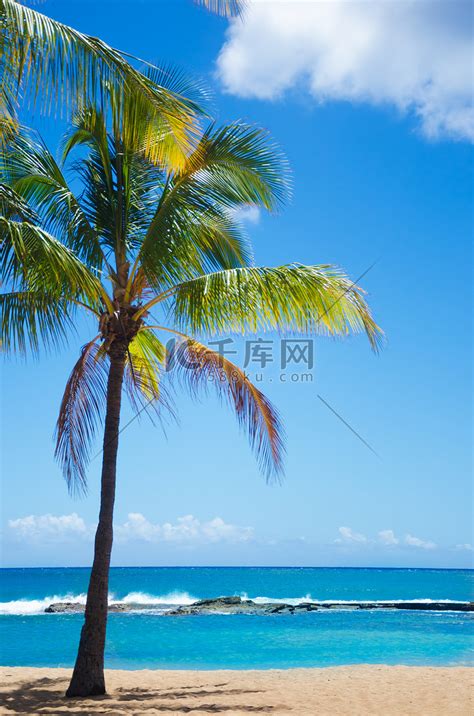 夏威夷沙滩上的棕榈树高清摄影大图 千库网