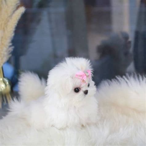 Candy Female Teacup Maltese Mini Teacup Puppies Inc