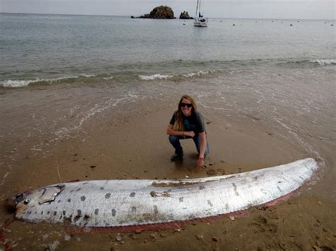 Giant Oarfish Facts Habitat Diet Life Cycle Pictures