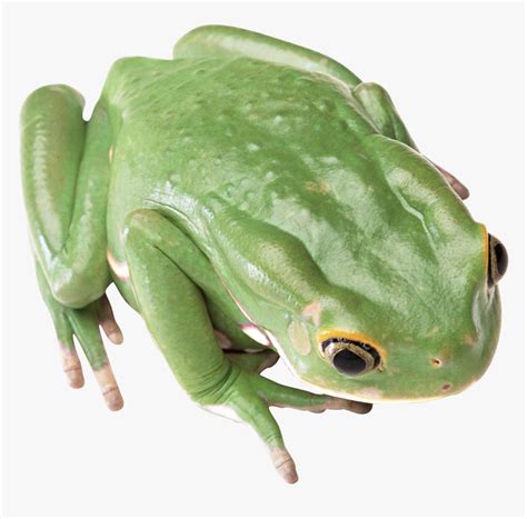 Frogs With No Backgrounds Hd Png Download Kindpng