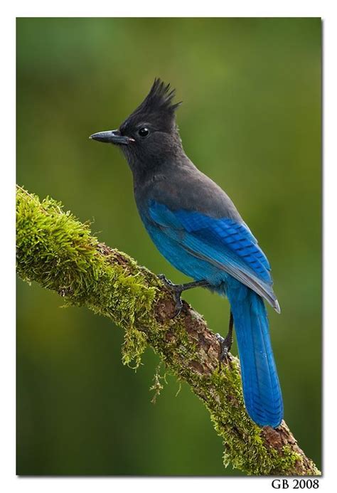 Stellar Jay Stellers Jay Pretty Birds Backyard Birds
