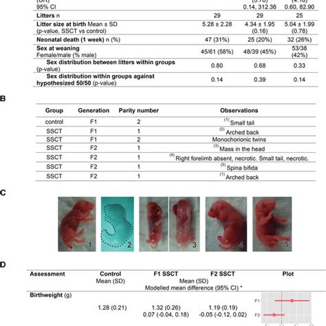 Birth Characteristics And Analysis Of Spermatogonial Stem Cell Download Scientific Diagram