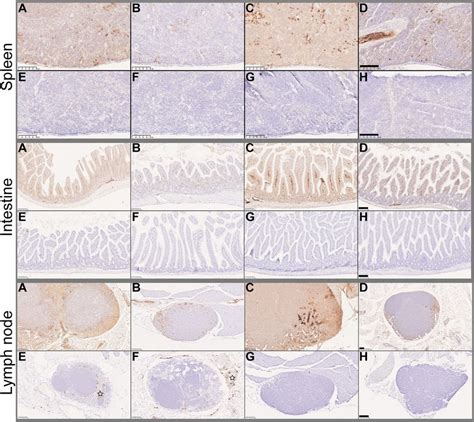 Immunostaining Of C57bl6n Mouse Ffpe Tissue Spleen Intestine And