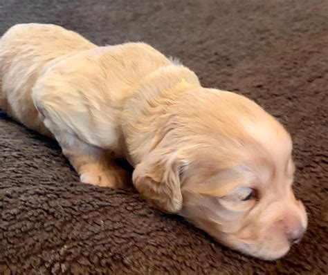 F1b Cockapoo Cocker Spaniel Mum X Cockapoo Dad I Love My Cockapoo Forums