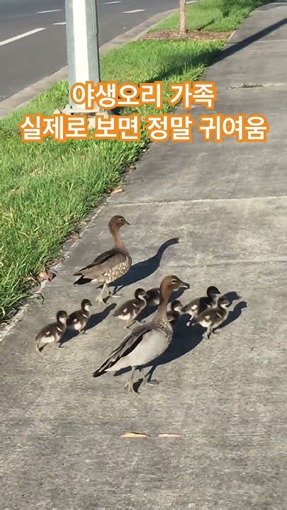 호주에서 가끔 길을 가다보면 보이는 오리 가족 길도 잘건너도 가다가 강 도있으면 쉬다가 가기도 하고 차도 잘 피해다녀요 호주