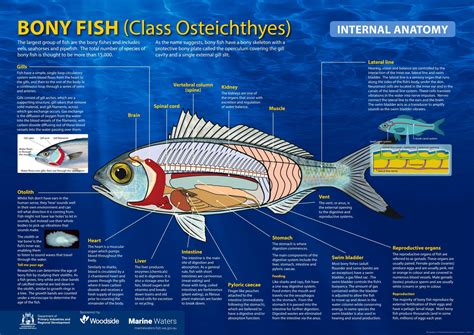 Poster Bony Fish Internal Anatomy Including Information
