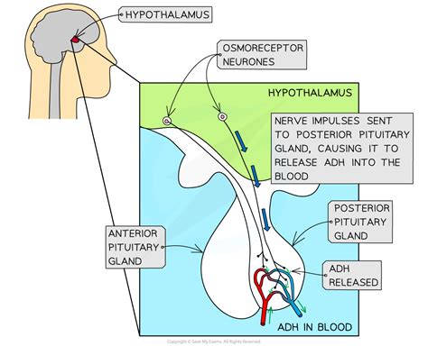 Adh Aqa A Level Biology Revision Notes