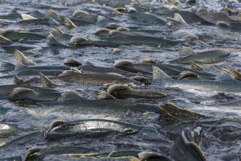 Spawning Salmon Stock Image Image Of Underwater Tourism 255224973