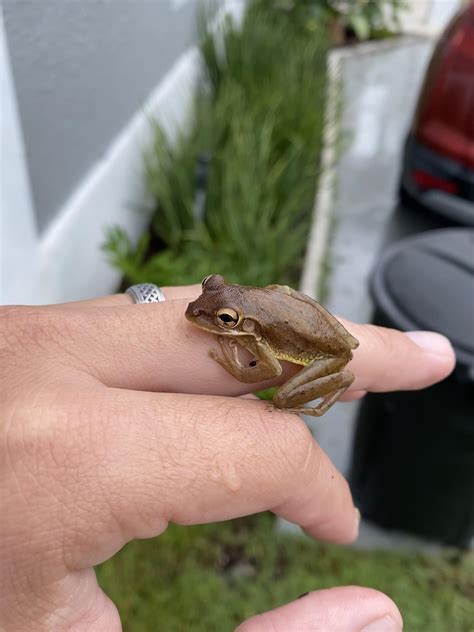 Tiny Tree Friend Wants To Come Rent An Indoor Tree To Avoid The