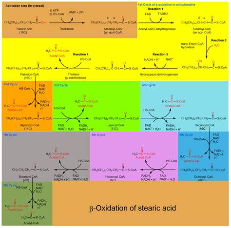 Beta Oxidation Atp