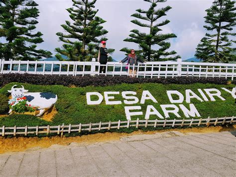 Roundabout Desa Dairy Farm Signature Direction Decoration Kundasang