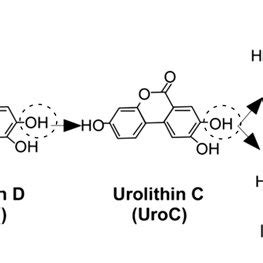 Chemical Structures Of Ellagic Acid And Urolithins A Series Of