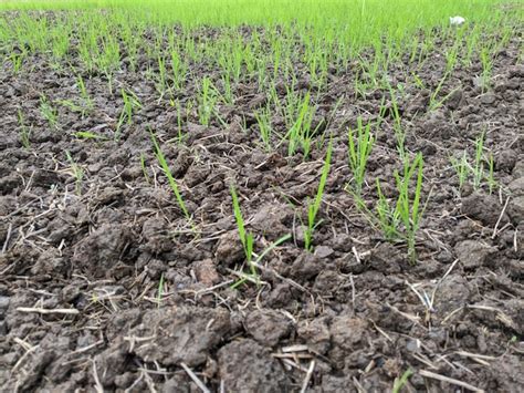 Premium Photo A View Of The Paddy Field Saplings That Have Just Been Planted Each Planting