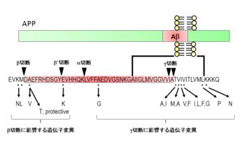 アミロイドβタンパク質 脳科学辞典