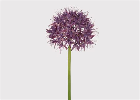 Allium Stem Jasper And Tallow Furniture