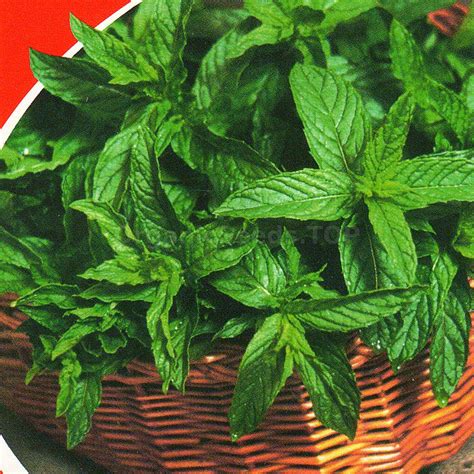 Images Spermint Organic Mint Seeds Shipping Is Free For Orders Over €50